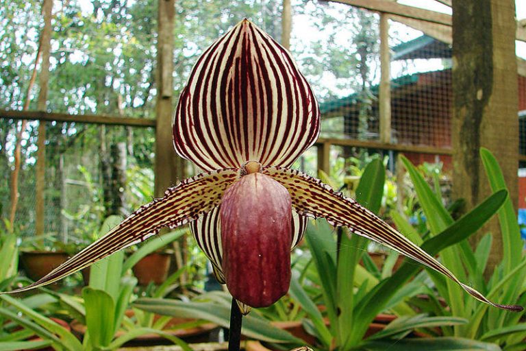 Top 10 Rarest Orchids in the World - The Mysterious World