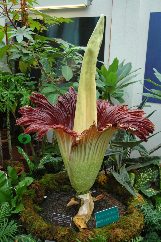 Top 10 Biggest Flowers in the World - The Mysterious World