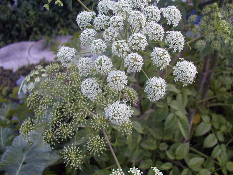 Top 10 Beautiful but Poisonous Flowers in the World - The Mysterious World