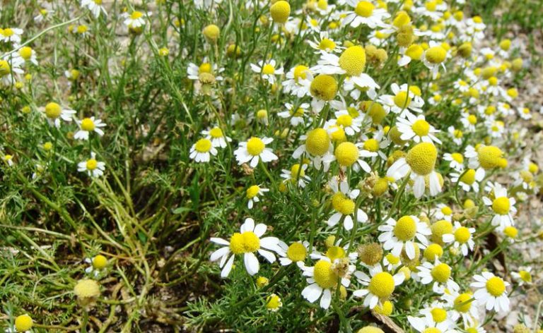 Top 15 Most Powerful Medicinal Plants - The Mysterious World
