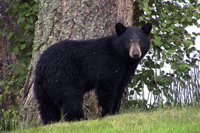 10 Animals with the Strongest Sense of Smell - The Mysterious World
