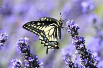 10 Animals with Amazing Sense of Taste - The Mysterious World