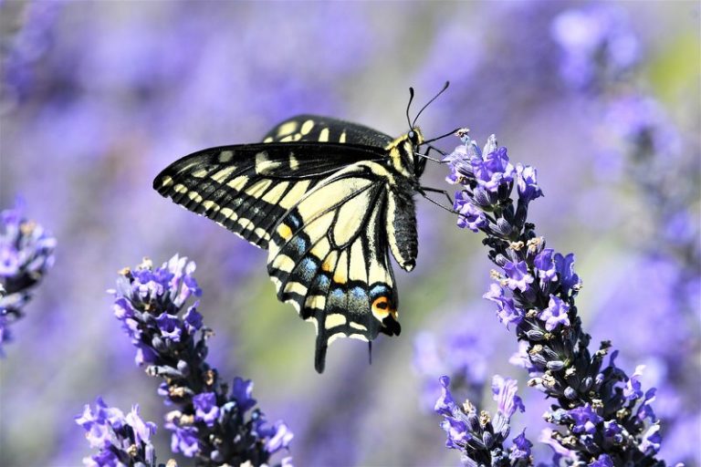 10 Animals with Amazing Sense of Taste - The Mysterious World