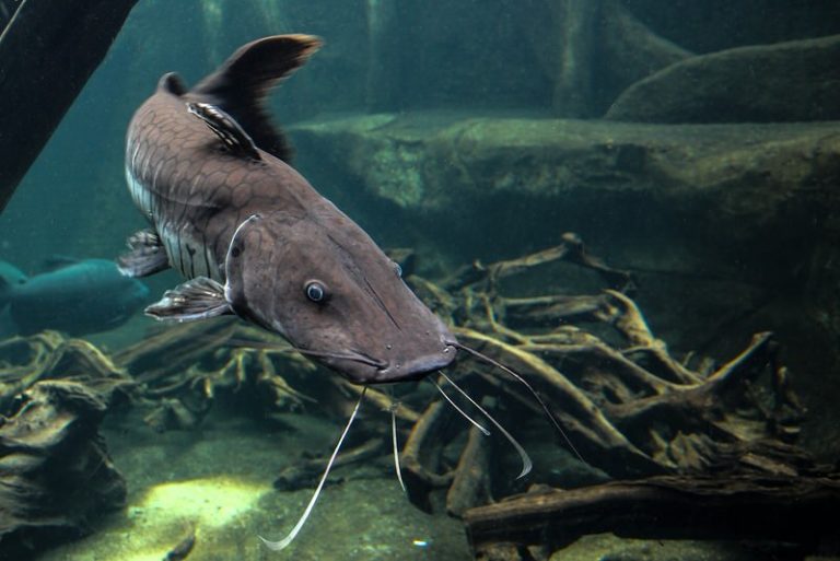 10 Animals with Amazing Sense of Taste - The Mysterious World