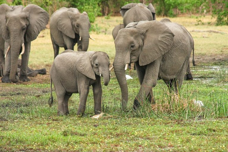 10 Animals with the Strongest Sense of Smell - The Mysterious World