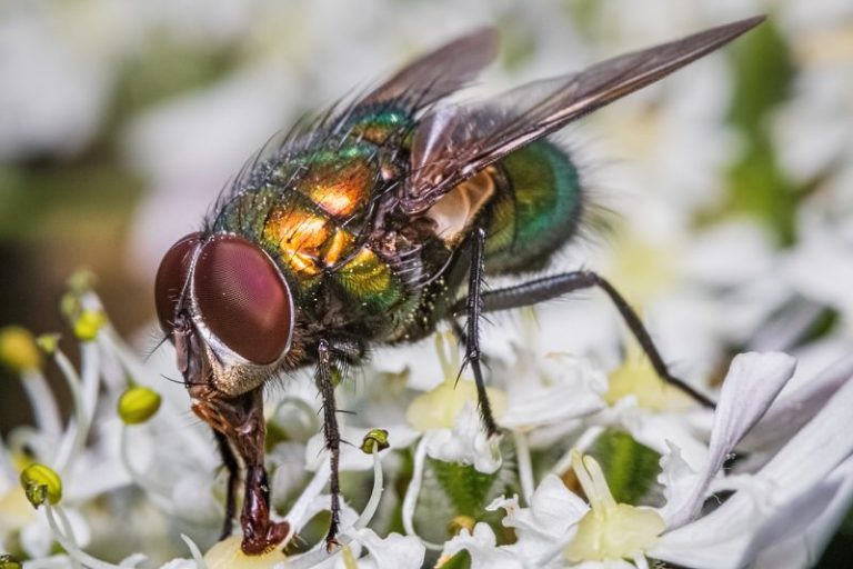 10 Animals with Amazing Sense of Taste - The Mysterious World