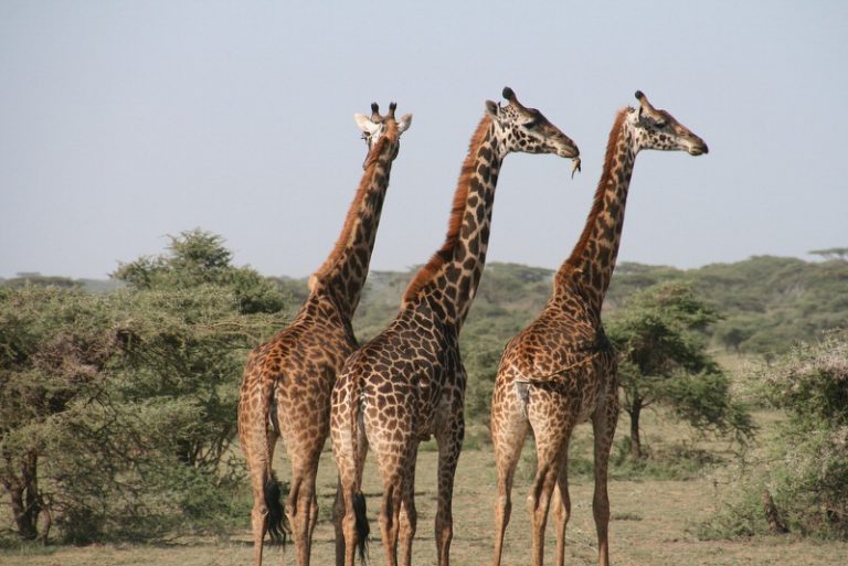 10 Animals with the Worst Memory in the World - The Mysterious World