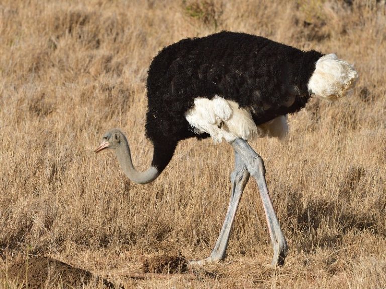 10 Animals That Make the Weirdest Noises - The Mysterious World