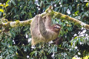 10 Animals with the Worst Memory in the World - The Mysterious World