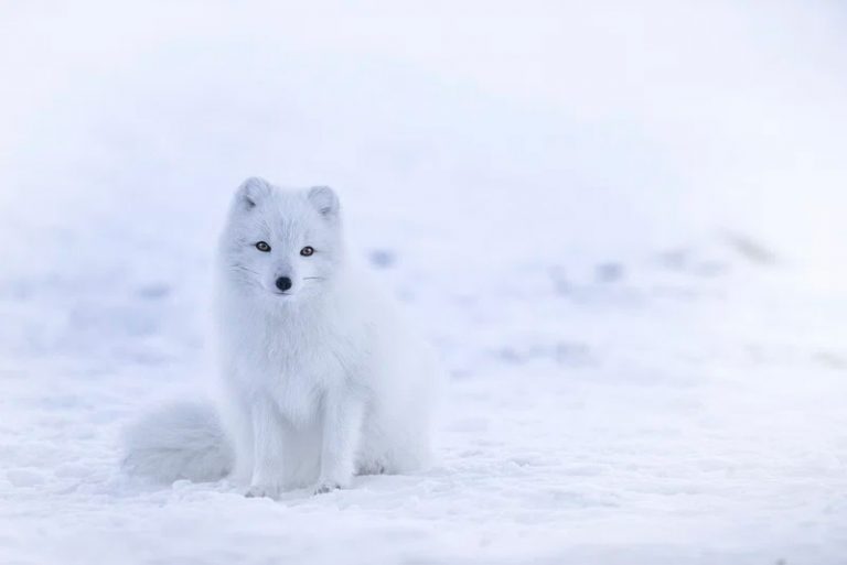 Top 10 Animals that Thrive in Extremely Cold Weather - The Mysterious World