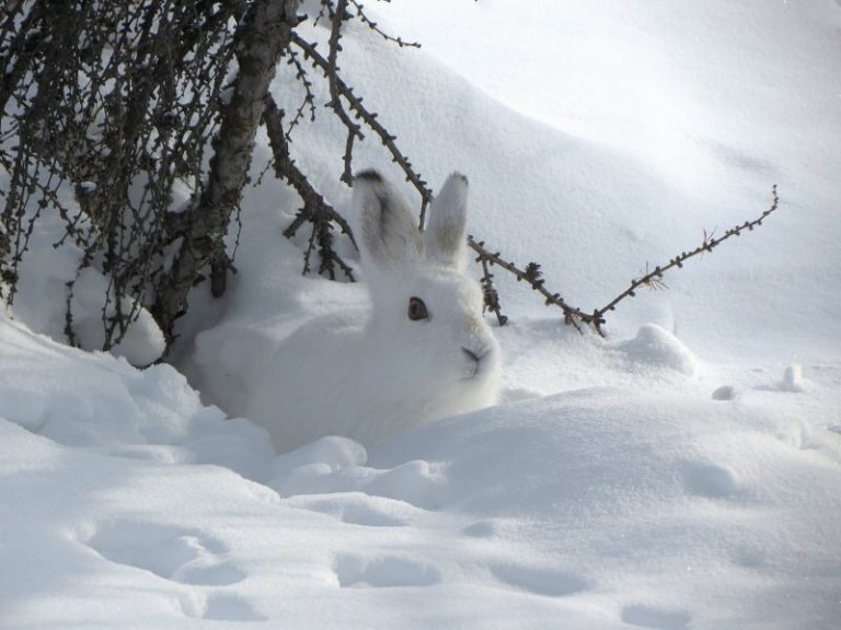 Top 10 Animals that Thrive in Extremely Cold Weather - The Mysterious World