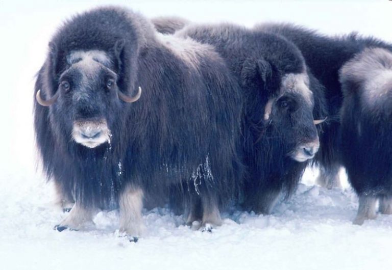 Top 10 Animals that Thrive in Extremely Cold Weather - The Mysterious World
