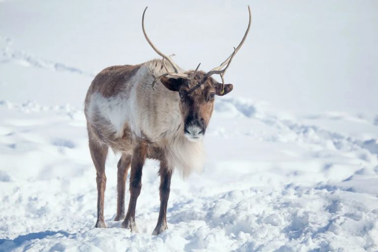 Top 10 Animals that Thrive in Extremely Cold Weather - The Mysterious World