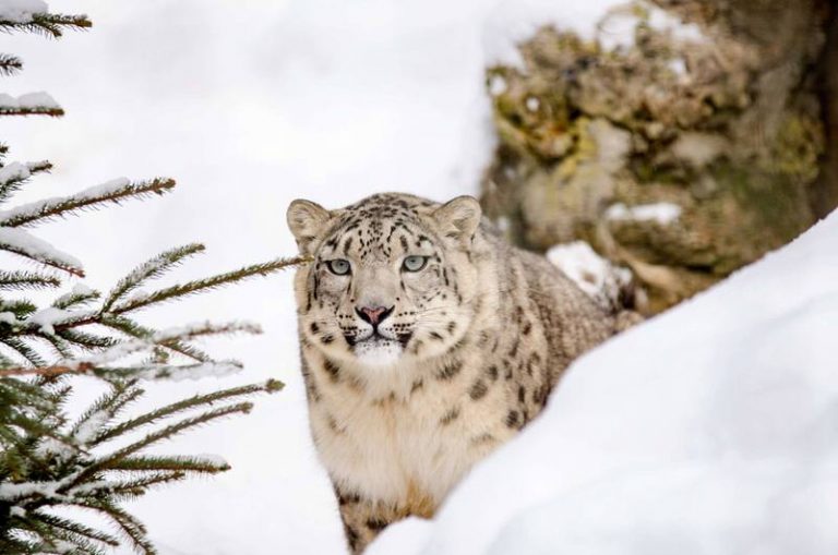 Top 10 Animals that Thrive in Extremely Cold Weather - The Mysterious World