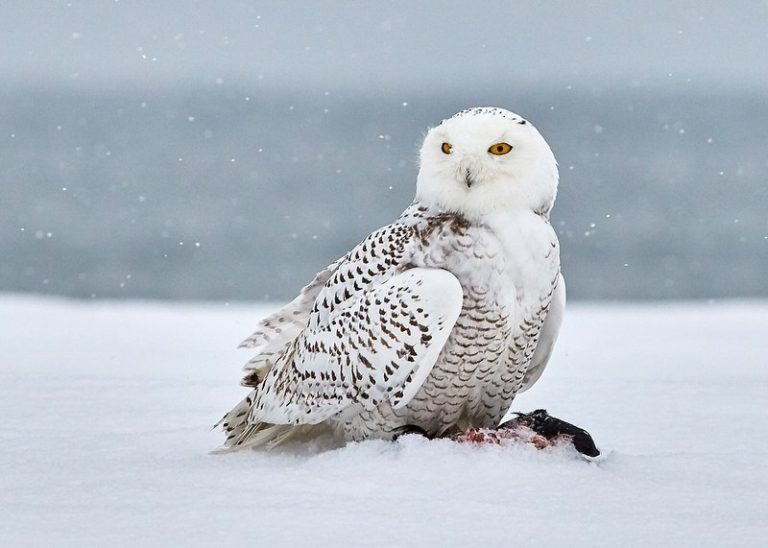 Top 10 Animals that Thrive in Extremely Cold Weather - The Mysterious World