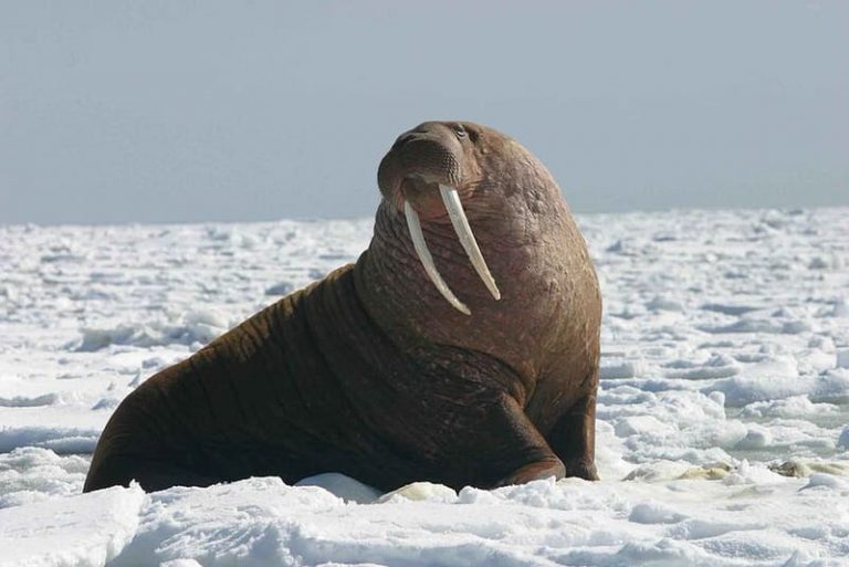 Top 10 Animals that Thrive in Extremely Cold Weather - The Mysterious World